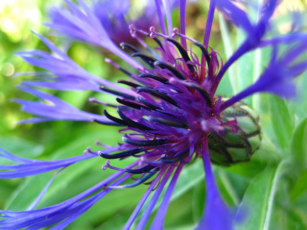 EB Bead and Metal Works: I Heart Macro - Avatar Flower