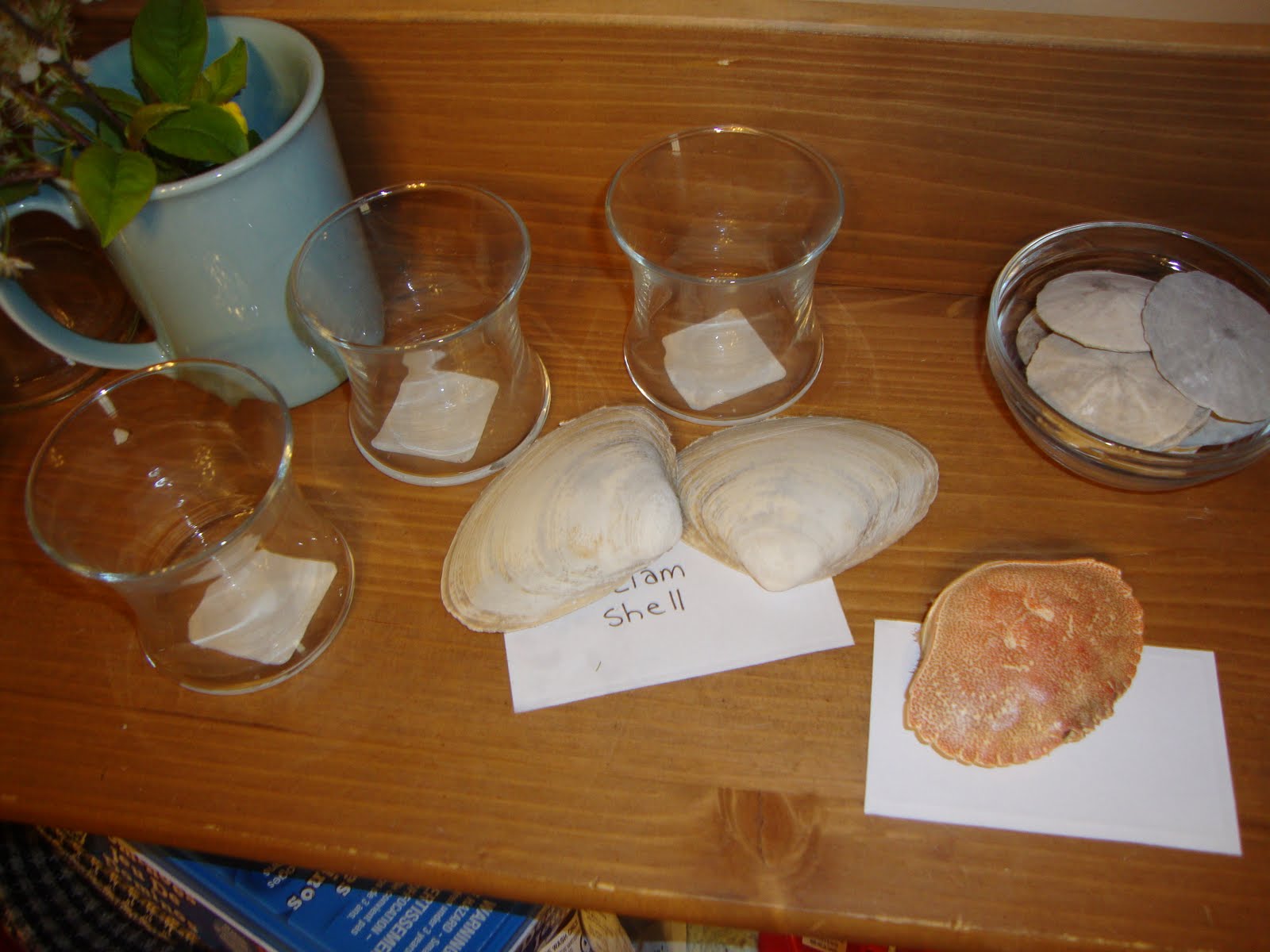 C-Section Lobotomy: Nature Table