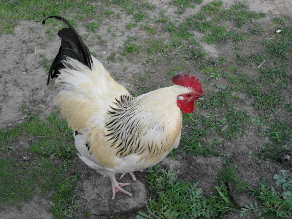 ŻYCIE NA ZIELONO !: Najbardziej popularne rasy kur w Polsce ...