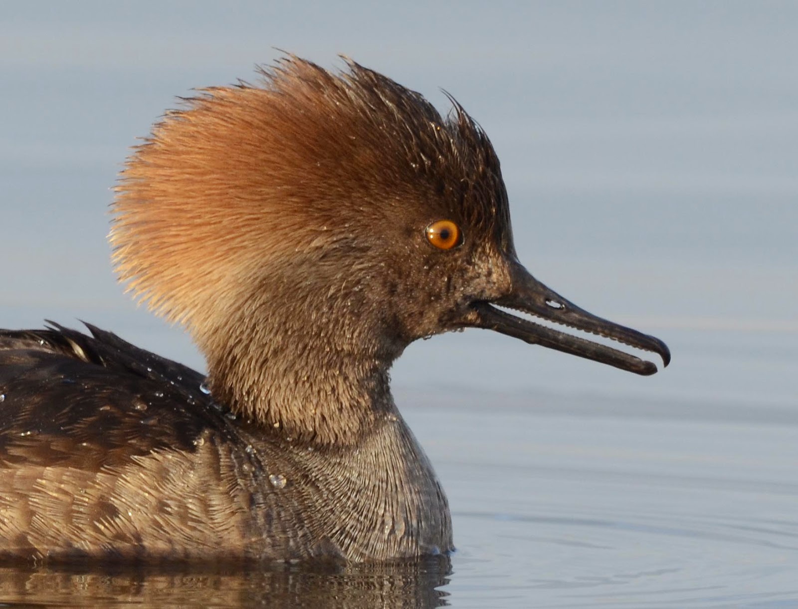 Bobby Harrison Bird Photography: January 2013