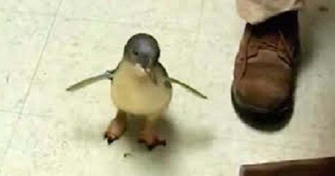 Little Penguin Has The Most Adorable Reaction When Tickled