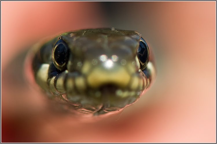 TOM DYRING WILDPHOTO / NN: "ORM"