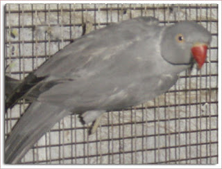 INFORMATION ABOUT PARROT'S