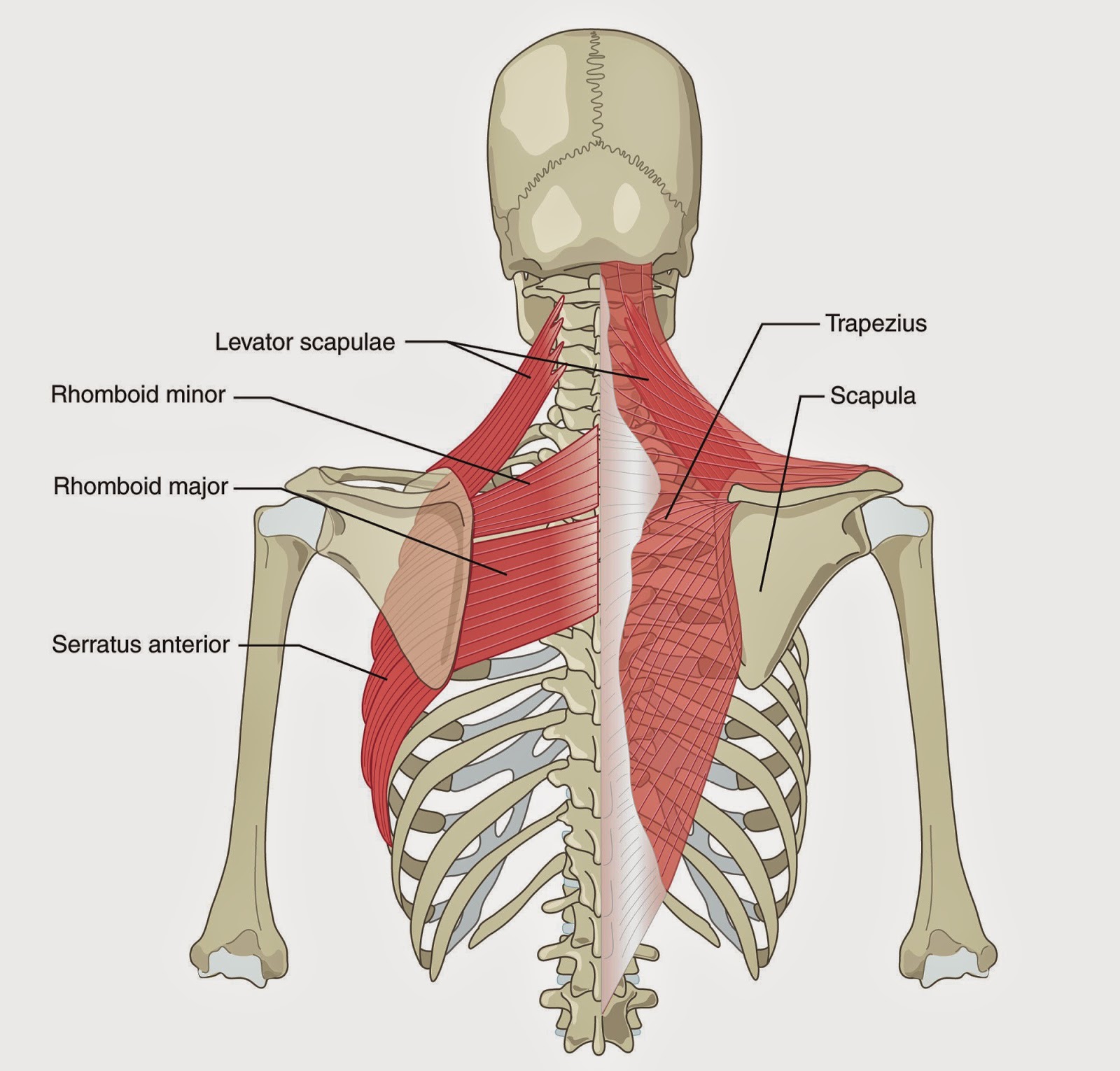 Tiro con l'arco: I QUADERNI DEL BERNABO'