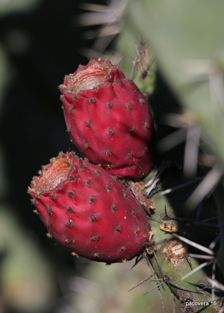 CH´USAY: Opuntia megacantha