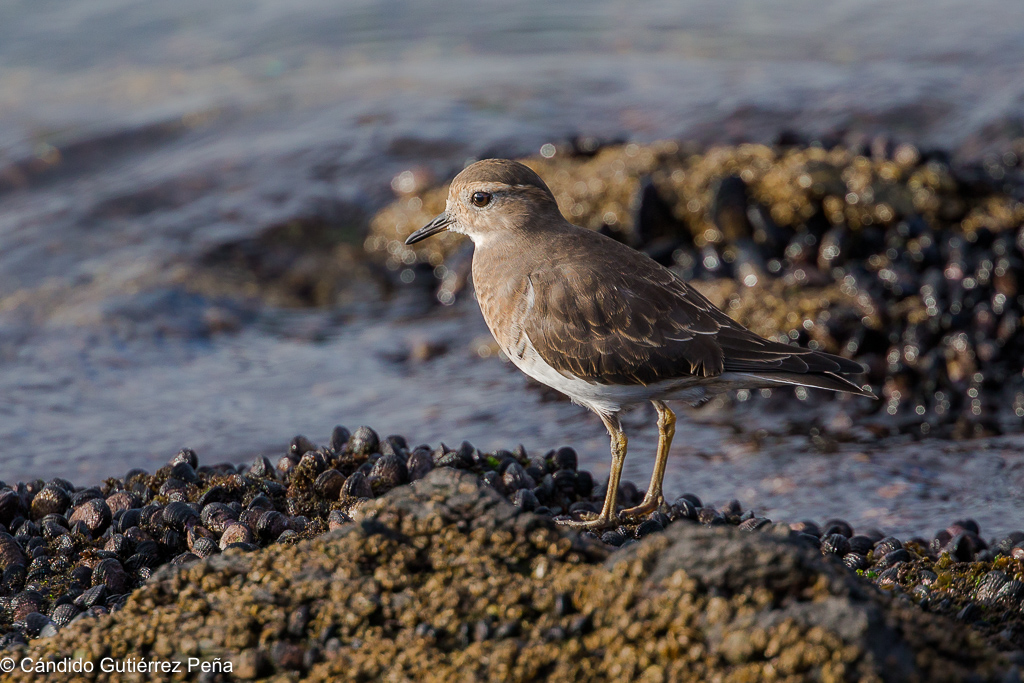 CHORLITO PECHO CANELA - Zonibyx Modestus | Observatorio de la Naturaleza