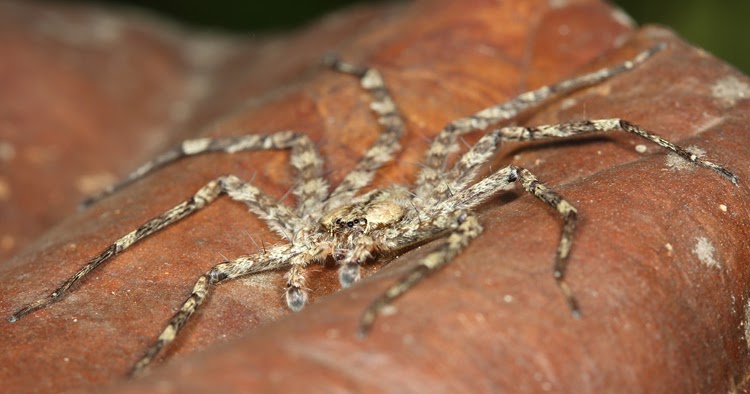 Real Monstrosities: Gliding Spider