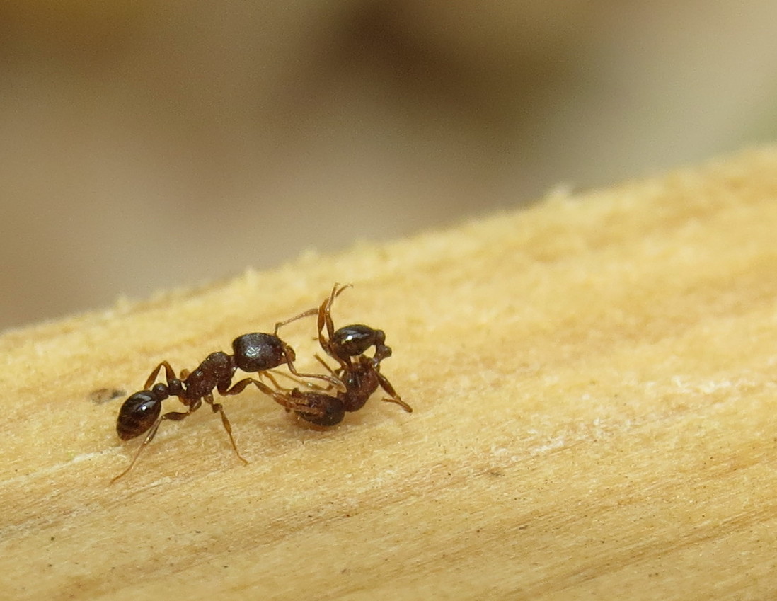 Bug Eric: Compost Insects