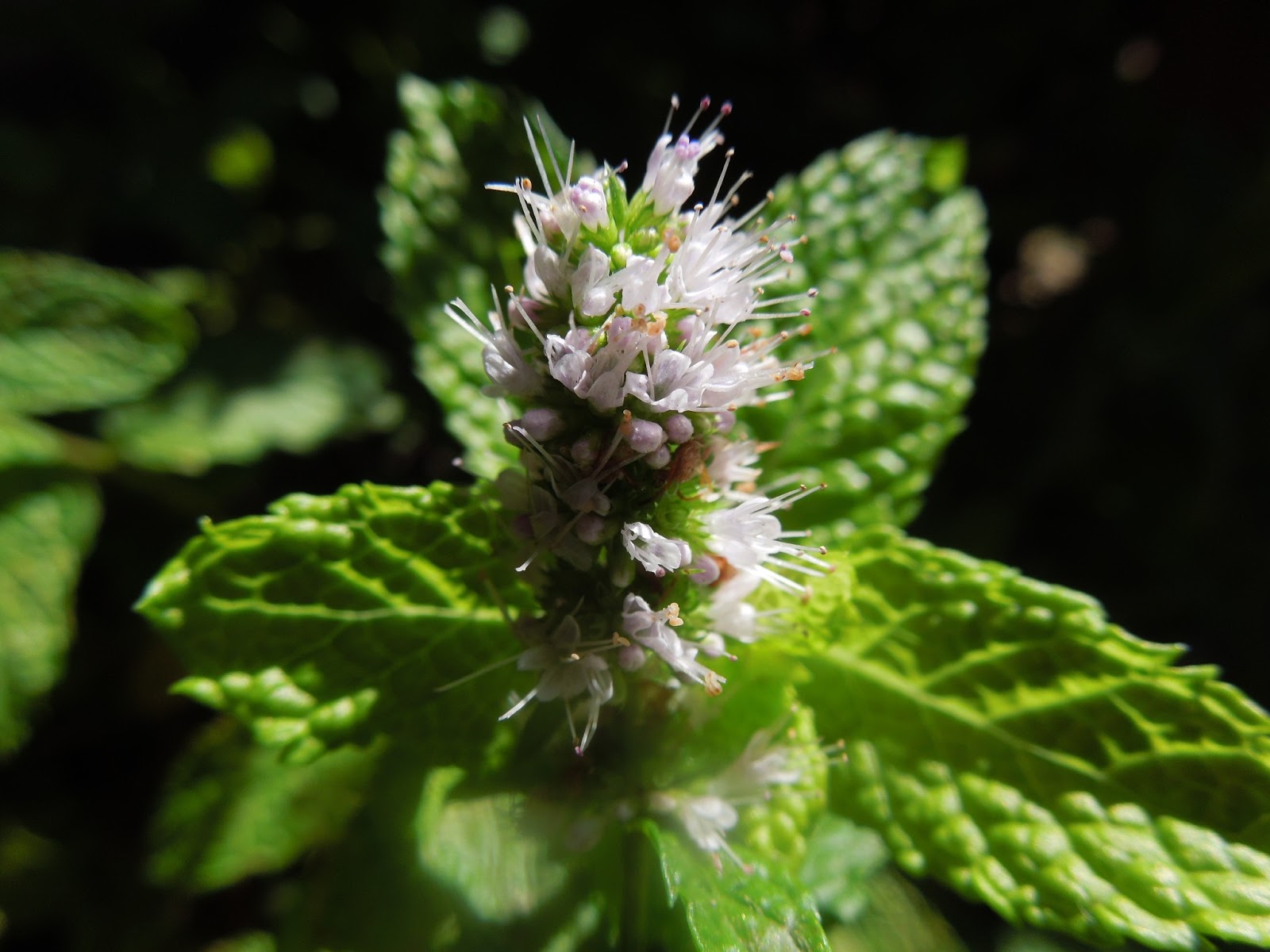 Montse Fotoblog: Flor de hierbabuena