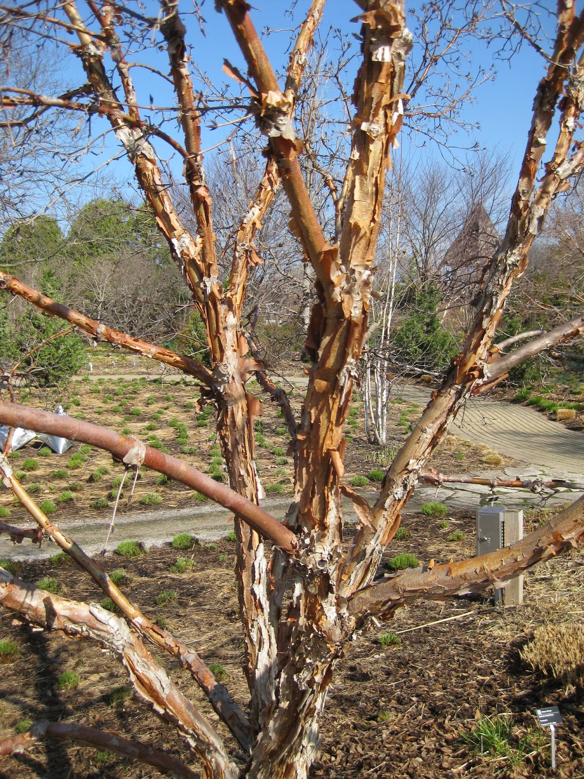 Rotary Botanical Gardens - Hort Blog: Three-Flower Maple (Acer triflorum)
