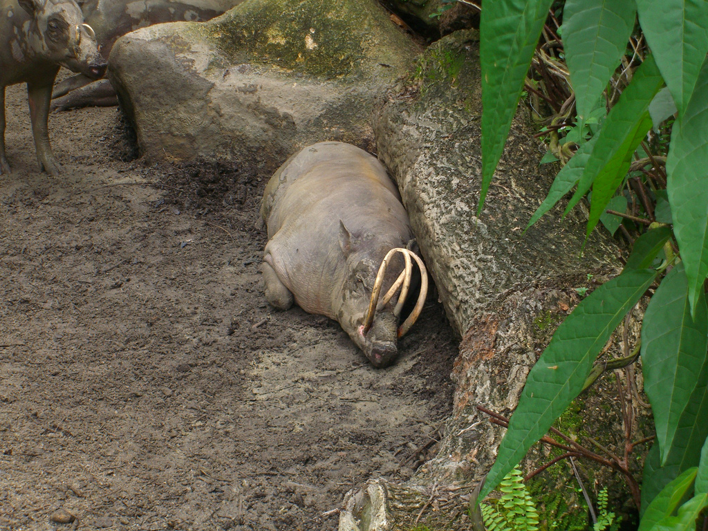 Real Monstrosities: Babirusa