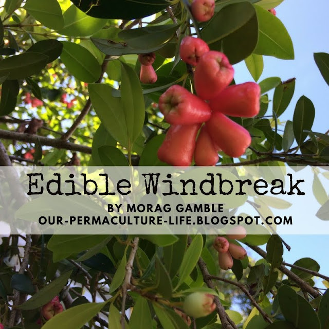 Edible and Ecological Windbreaks to Support Home and Garden - Our ...