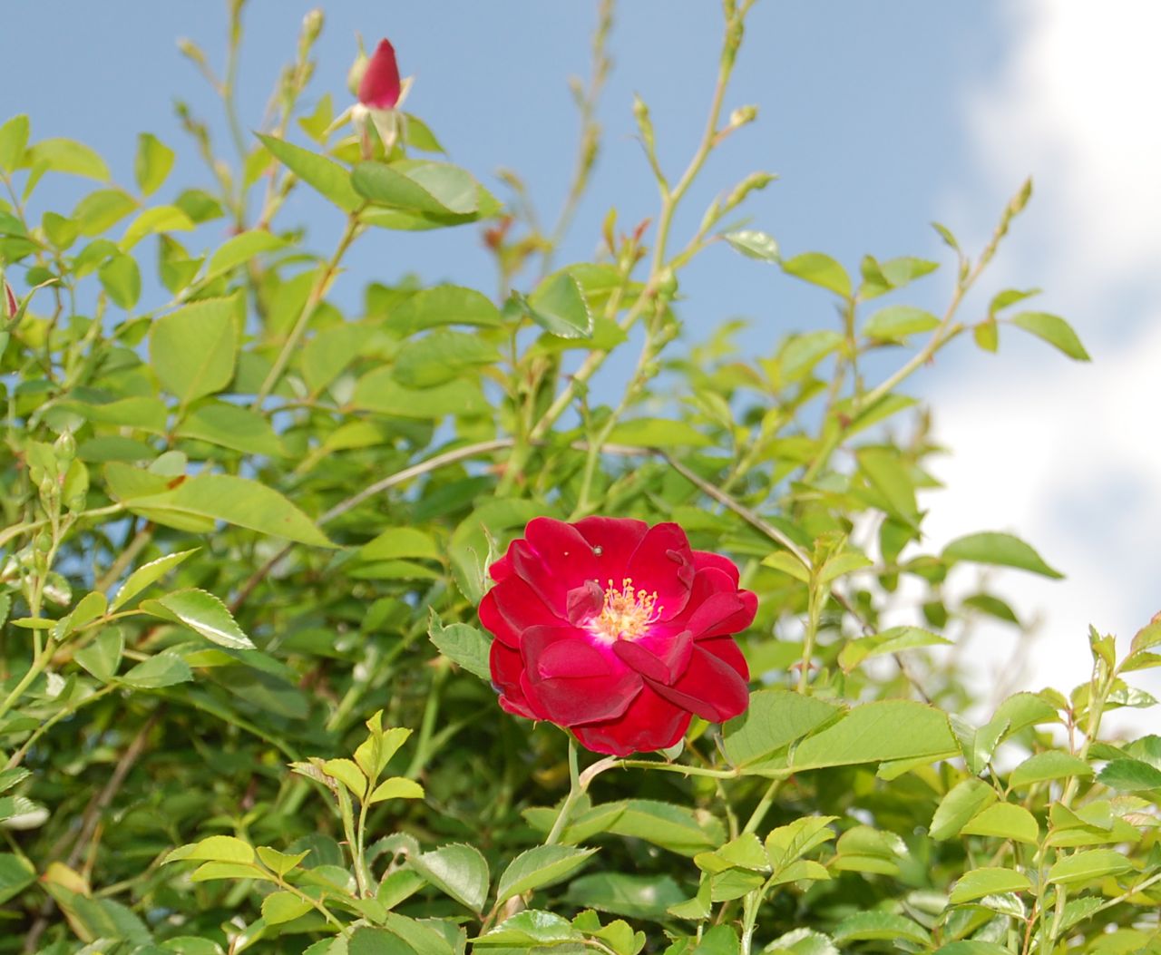 Jeannie's Fairy Rose Louisiana Garden: Two Roses In One!!