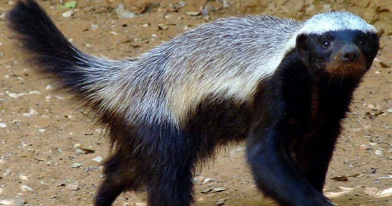 biosystems: The Honey Guide and Ratel