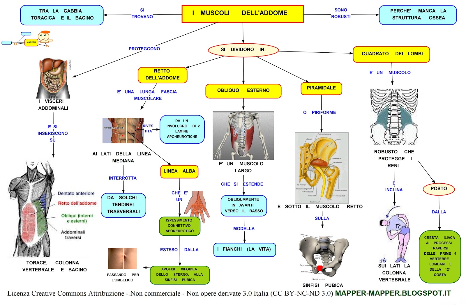 Mappa concettuale: I muscoli dell'addome • Scuolissima.com