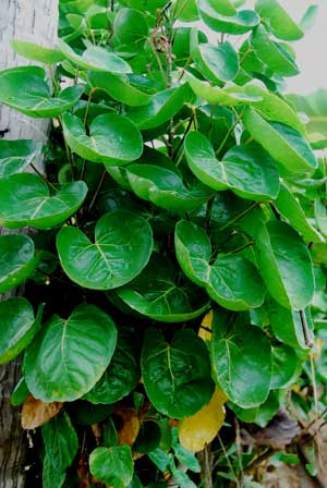 Nothopanax scutellarium | Pustaka Flora | Database Tanaman Landscape