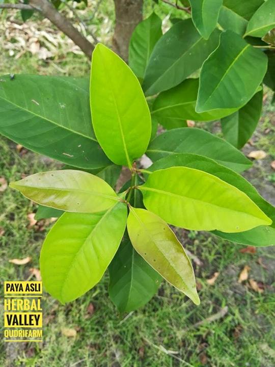 QudRiFaRm: JOM KENALI POKOK SAMAK,,, SERAI KAYU DAN SALAM...