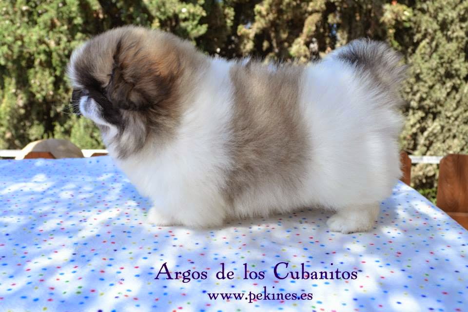 Colour and Markings in the Pekingese - Colores y marcas en el pekinés ...