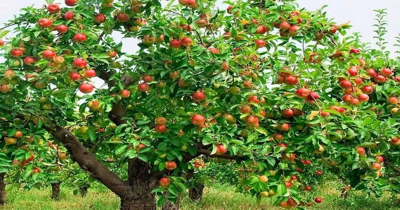 HOW TO GROW AN APPLE TREE FROM SEED |The Garden of Eaden