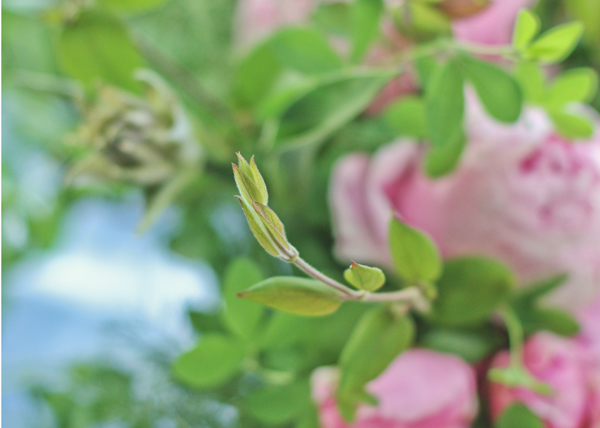 VW Garden: June Peonies in a Vase