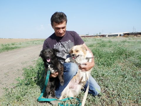 White Wolf : New Russian Shelter Shines Love on Homeless Animals