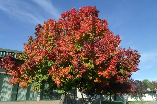 Larch-World: A RED AUTUMN TREE (Fall 2017)