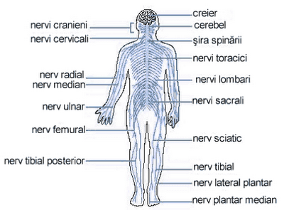 Lucruri nestiute despre corpul uman - Blogul lui Louie, este ora de stiri