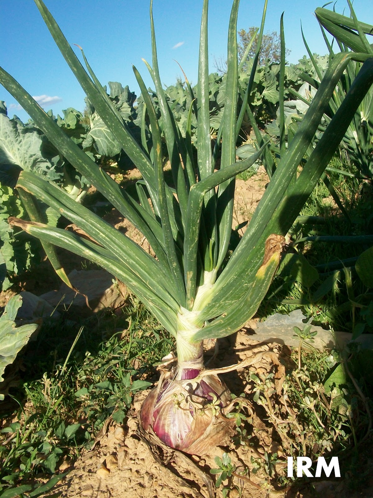 Avantales: Cultivos: cebollas y calabacines.