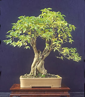 Walter Pall Bonsai Adventures: lilac #1