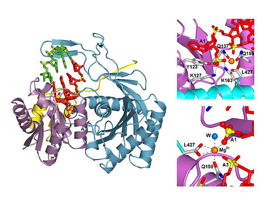 Flop Bott: FOLD IT! RNA strands- not laundry!