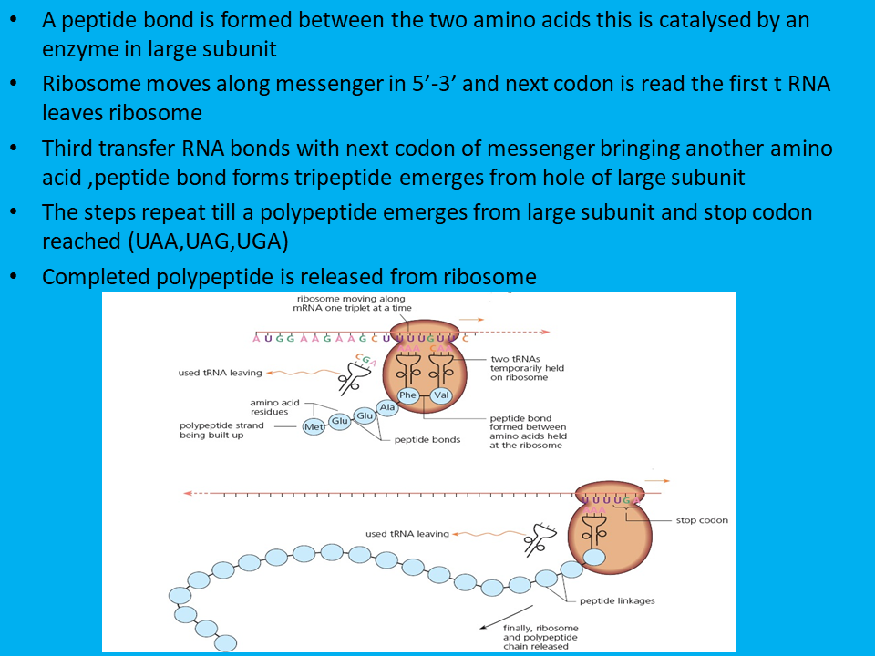 Grade 12: SEMESTER 2 - Chapter 1 - NUCLEIC ACIDS & PROTEIN SYNTHESIS
