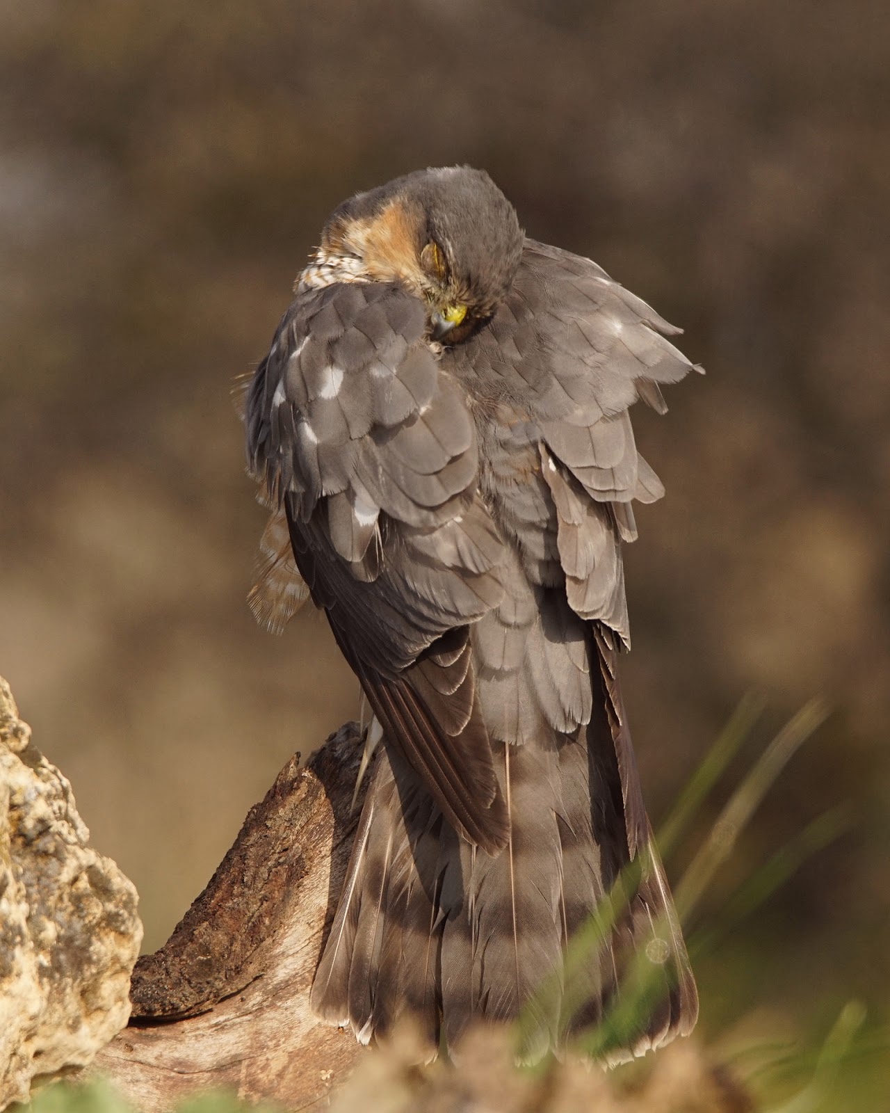 Pasión por las aves: Gavilán común.(Accipiter nisus)