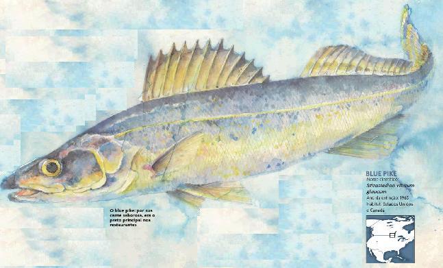 PUBLICADOS BRASIL: O Elvis das Aguas - Blue Pike