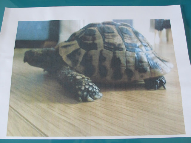 Crafty Clyde: Tortoise Totes! It's Good to be Green