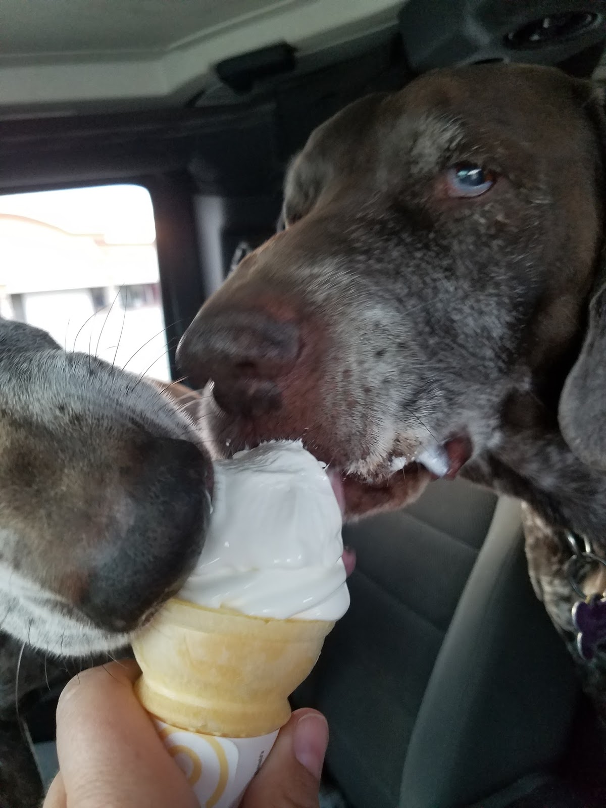 A Brown Spotty Dog Blog: In memory of Pongo