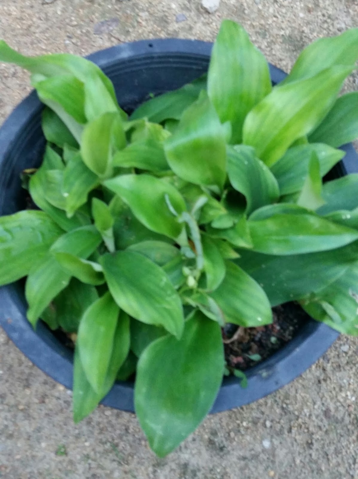 Warisan Petani: Tanaman Ulam-ulaman.