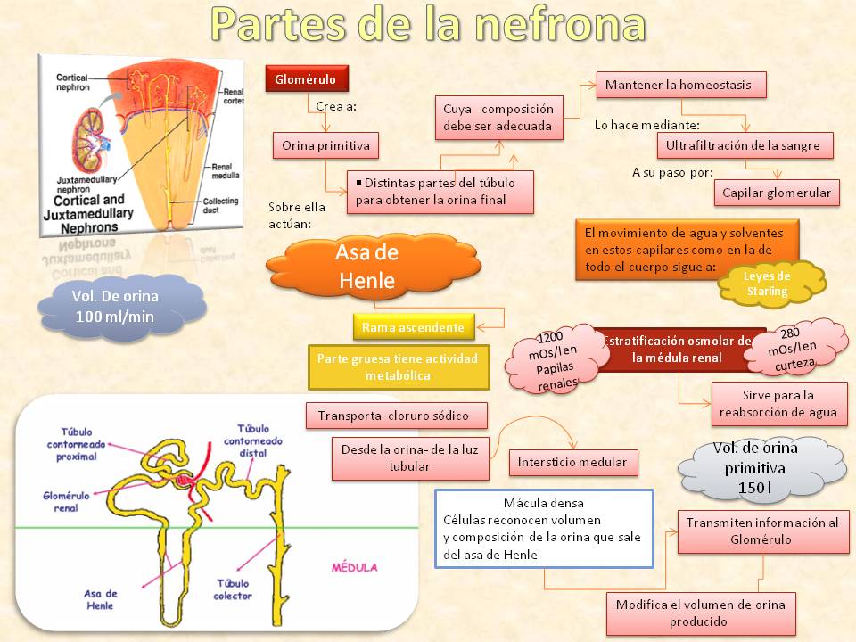 Blog de evidencias de Fisiología Médica de Evelyn Roxana: Riñon y ...