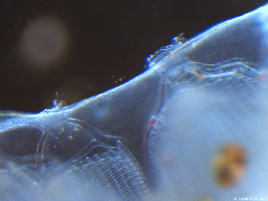 The Natural History of Bodega Head: "Fire bodies"