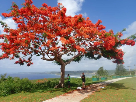 The Ecology of Bird Loss Project: Project Birds, Insects, and Flame ...