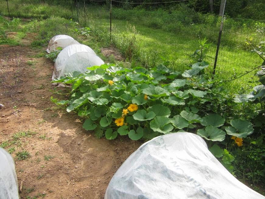 Simply Resourceful: Using Row Covers for Pest Control