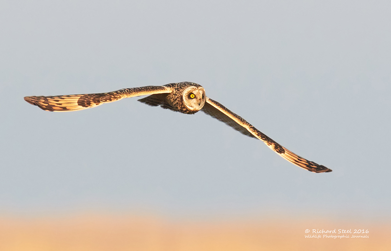 Wildlife Photographic Journals: Late Season Owls