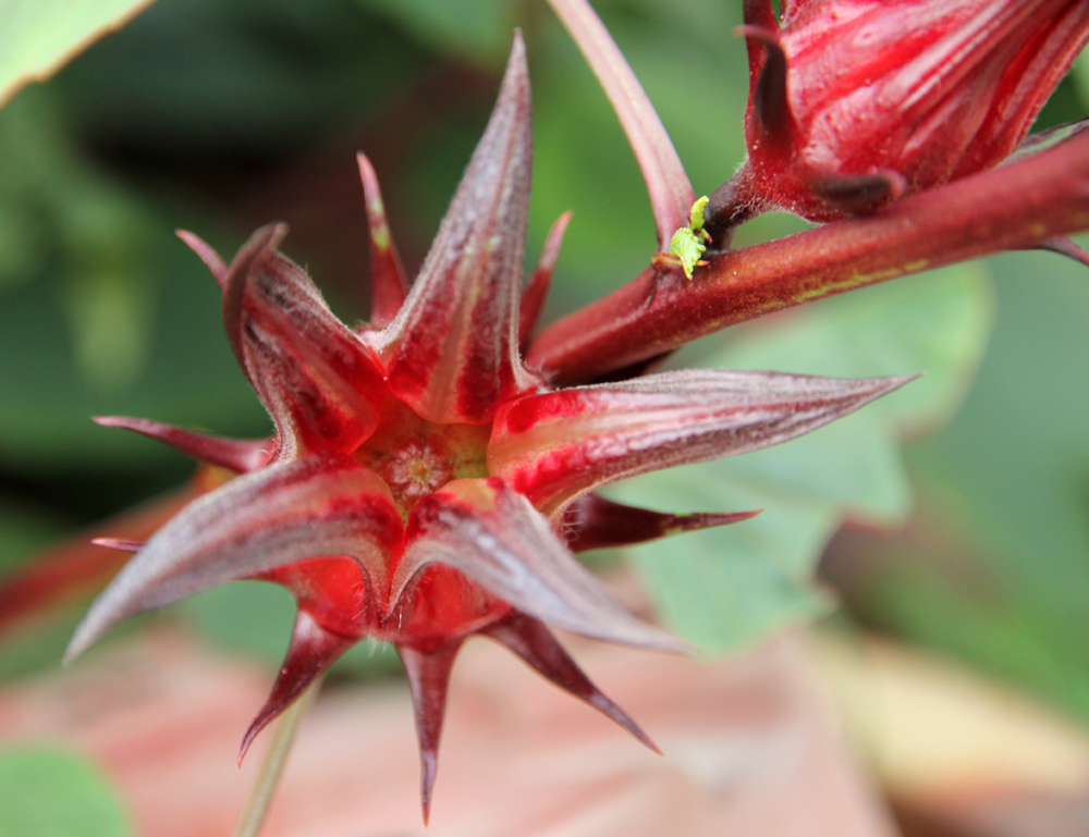 Click! Snap! Shot!: Ribena plant