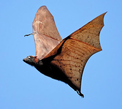 Zorro volador filipino o zorro volador de corona dorada (Acerodon jubatus)
