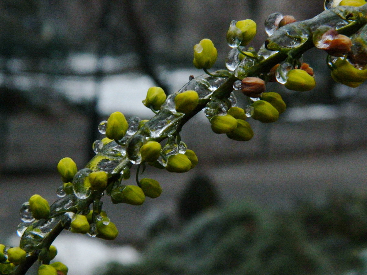LA MULTI ANI, ROMANIA!: Flori inghetate de mahonia