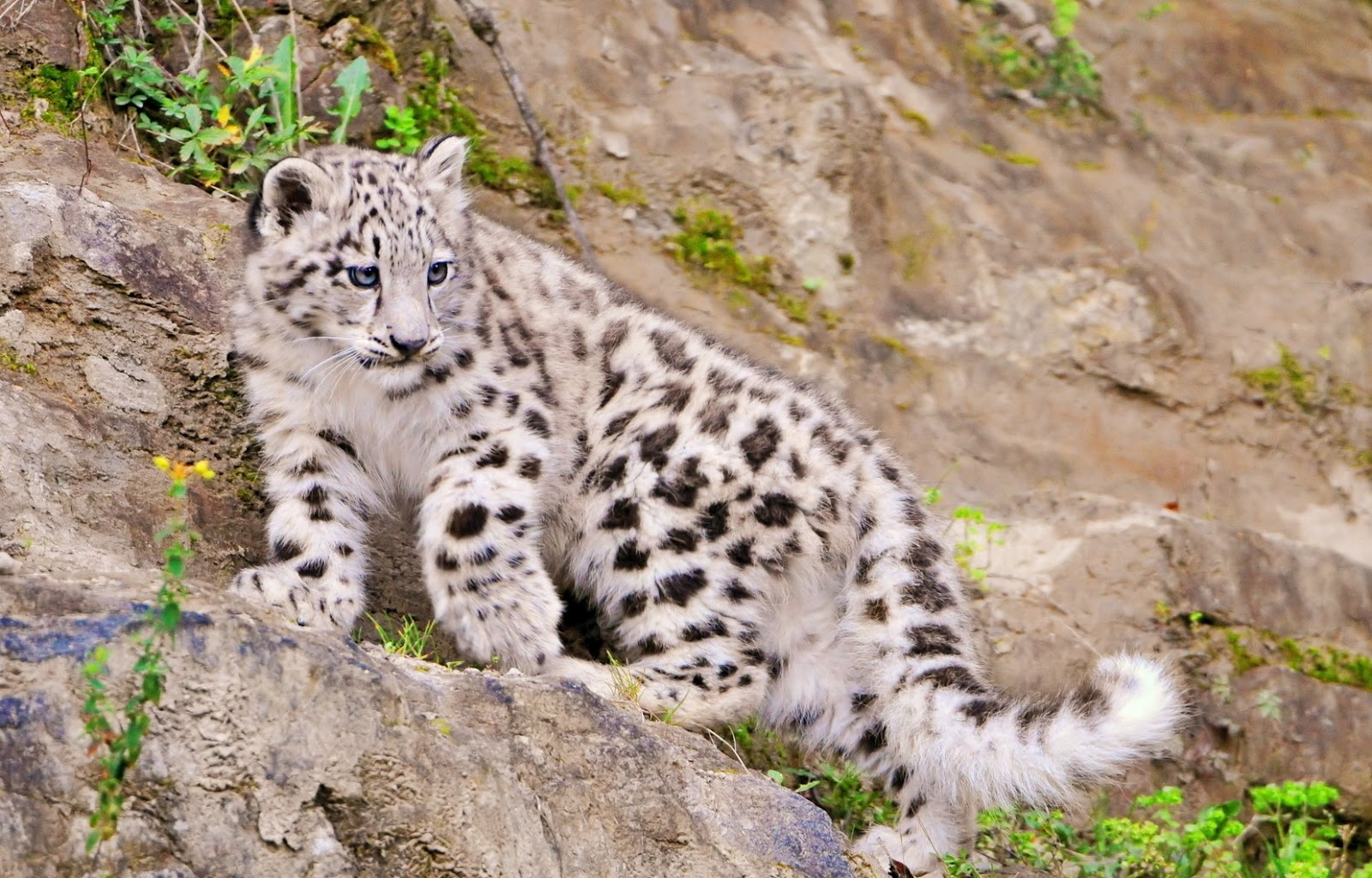 ♥ ♂ My FLickS ♀ ♥: AMAZING ANIMAL'S - 1