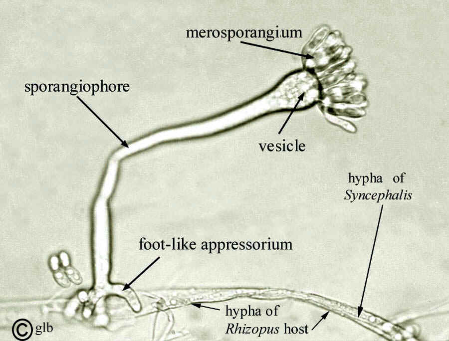 Zoopagomycota – Variety of Life