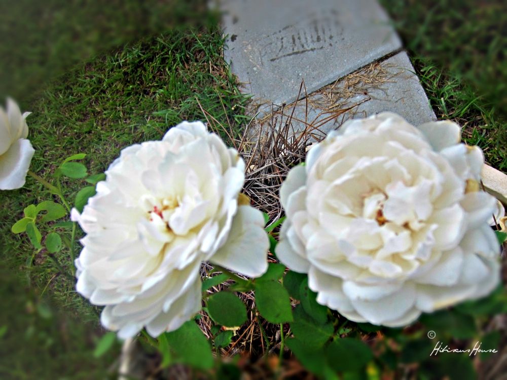 Hibiscus House: Glamis Castle English Rose