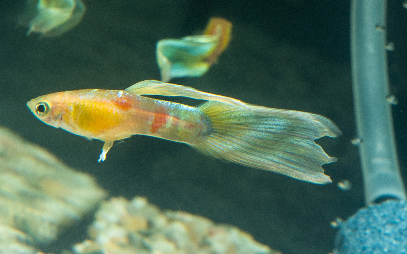 Guppy show Roth/Pfaffenhofen 2019 - Ralfs-Guppy-Blog