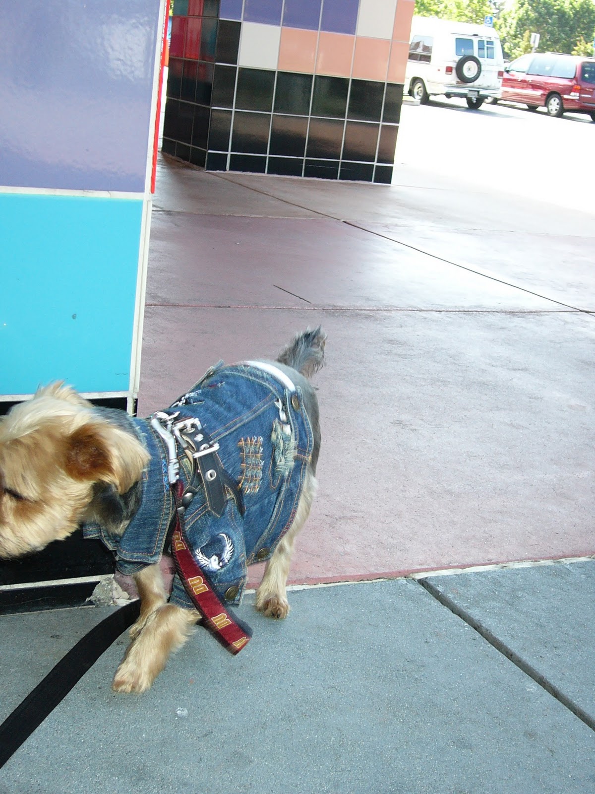 Wandering Chewy: Monkey Daze is a Chewy favorite, woof woof!