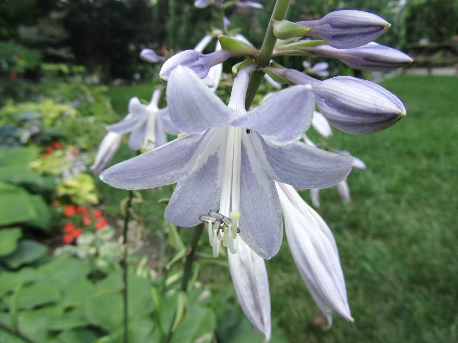 Cheesehead Gardening: The often overlooked hosta flower